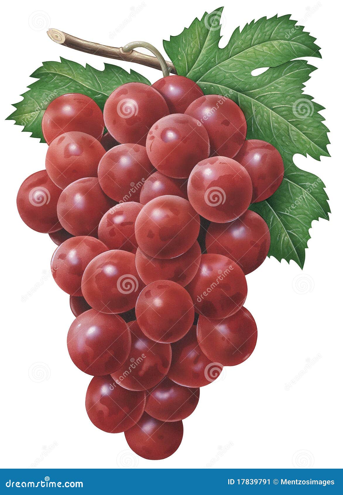 Grapes Cartoon Vector | CartoonDealer.com #3504451