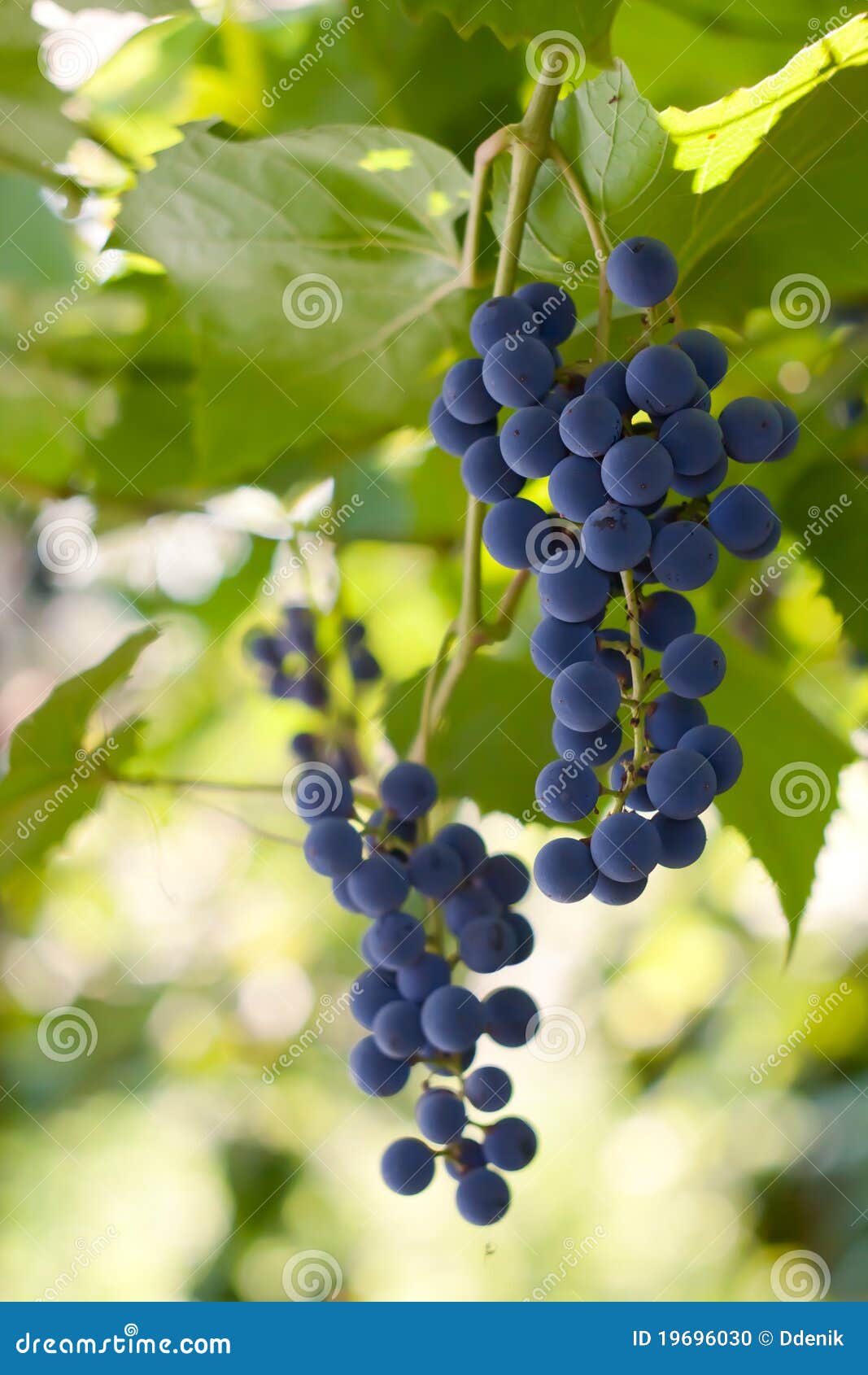 Red grapes stock photo. Image of wine, mellow, agriculture - 19696030
