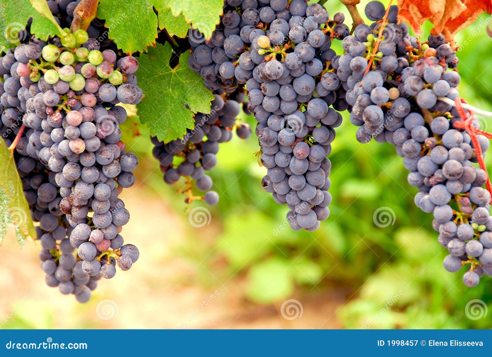 Red grapes stock image. Image of black, branches, natural - 1998457