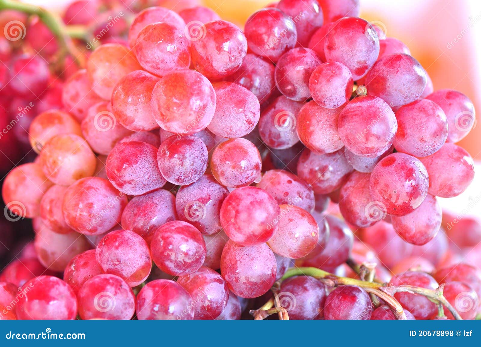 Red grapes stock photo. Image of sale, branch, market - 20678898