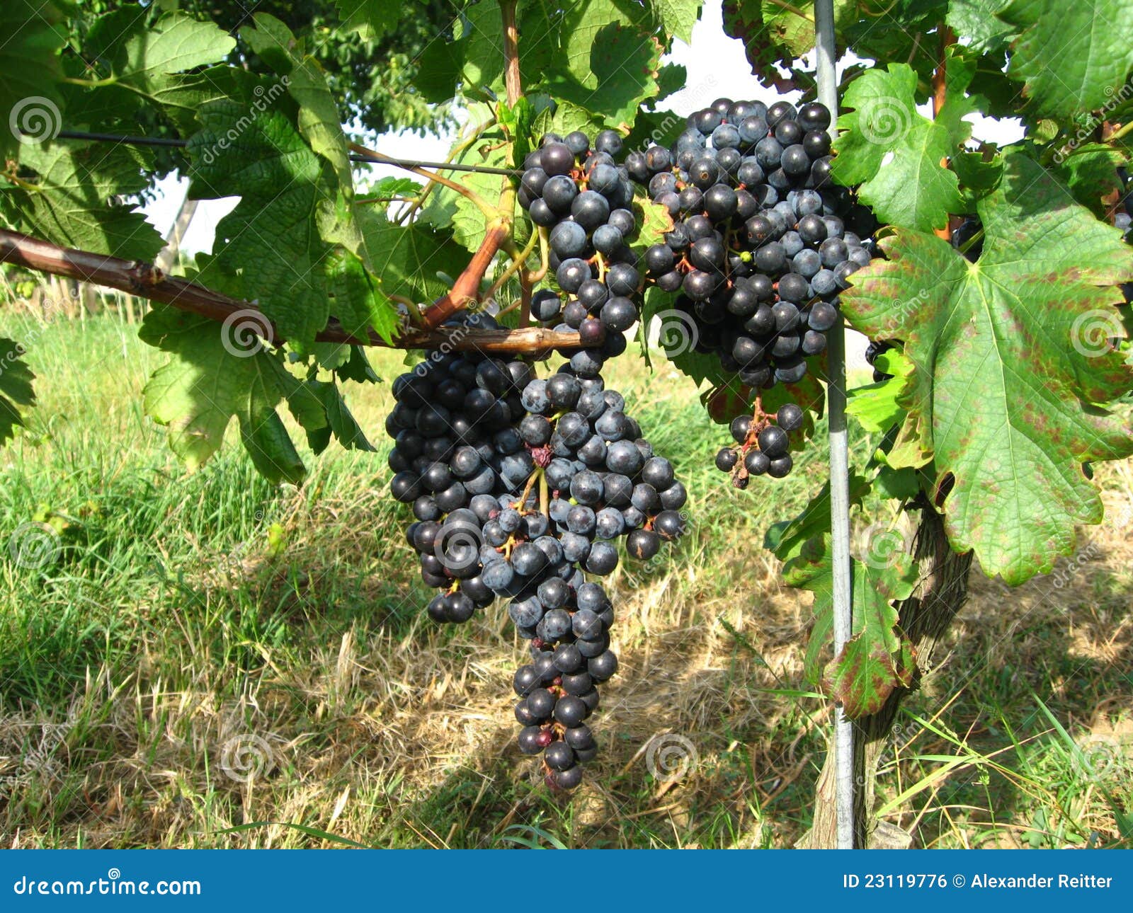Red grapes stock photo. Image of nature, plants, fruits - 23119776