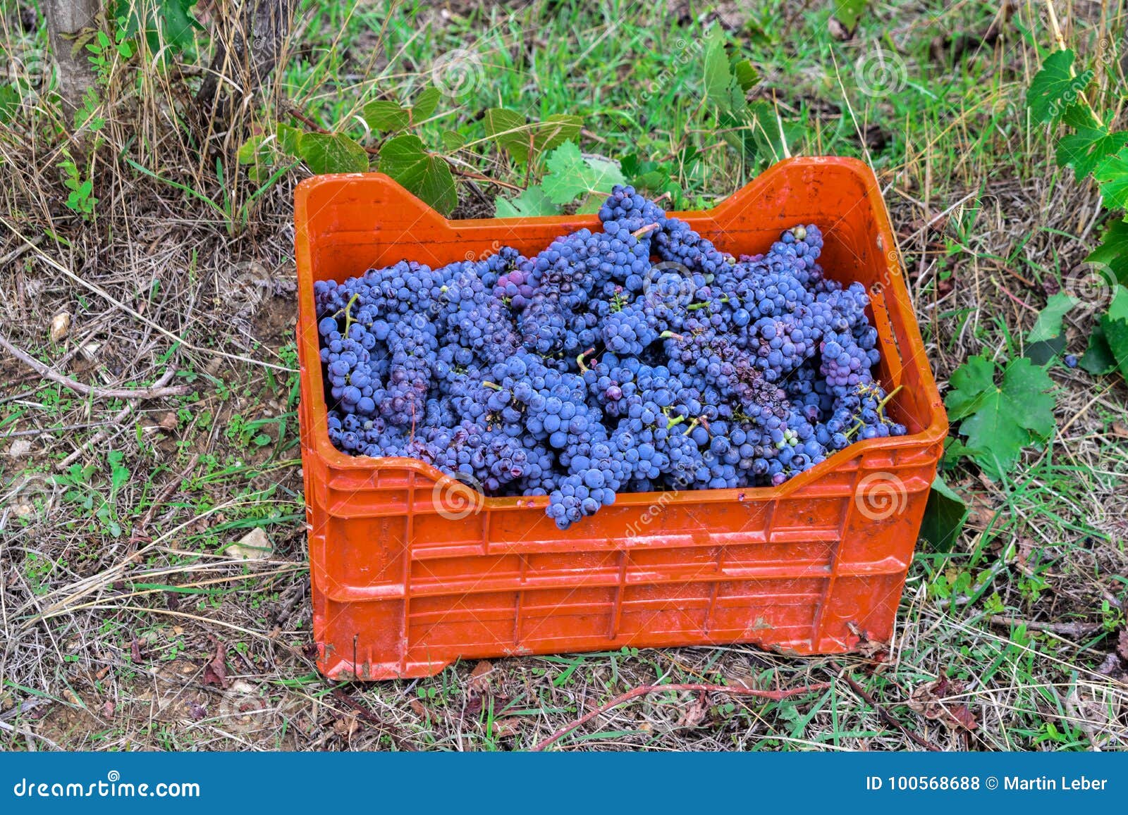 Grapes in the box stock photo. Image of basket, autumn - 100568688