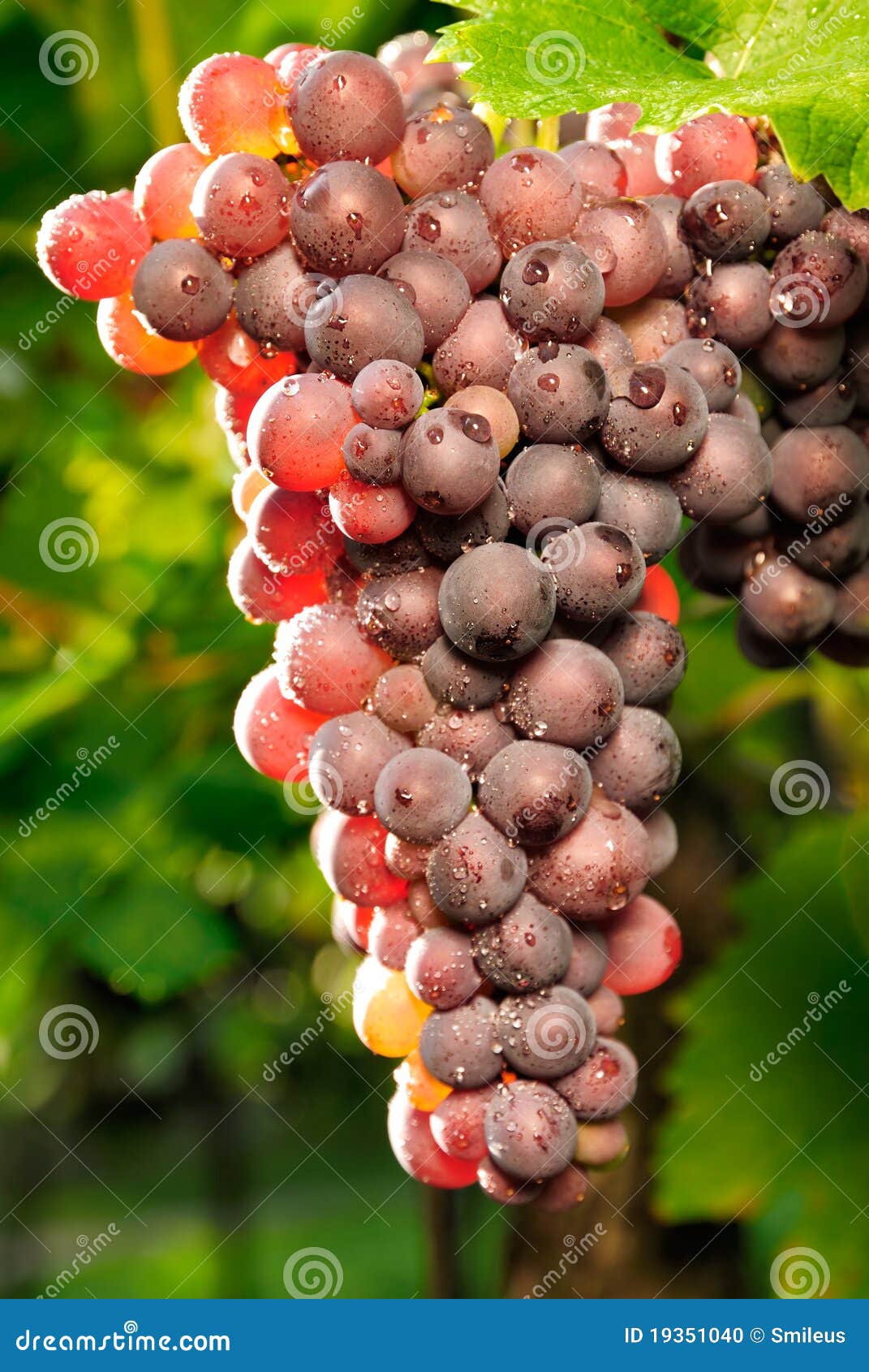 Red Grapes Glowing in the Sunlight Stock Photo - Image of gardening ...