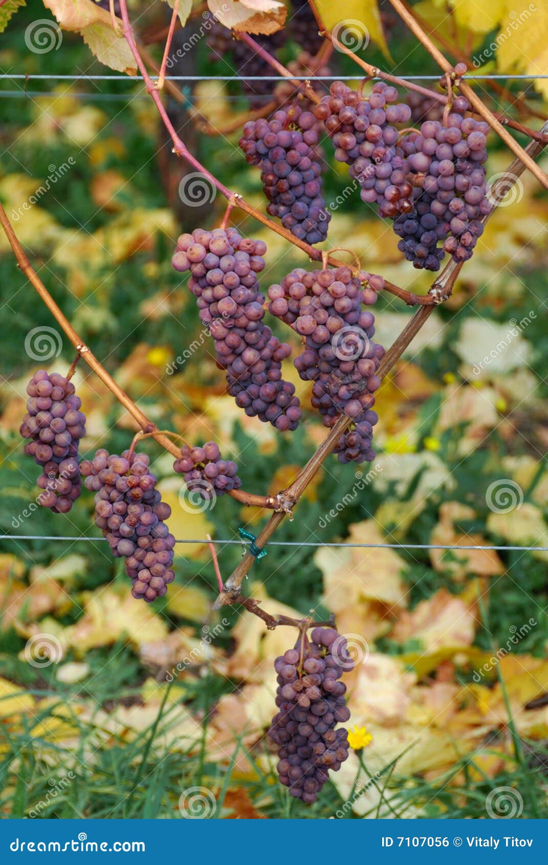 Red Grapes Grapes stock photo. Image of tree, nature, vineyard - 7107056