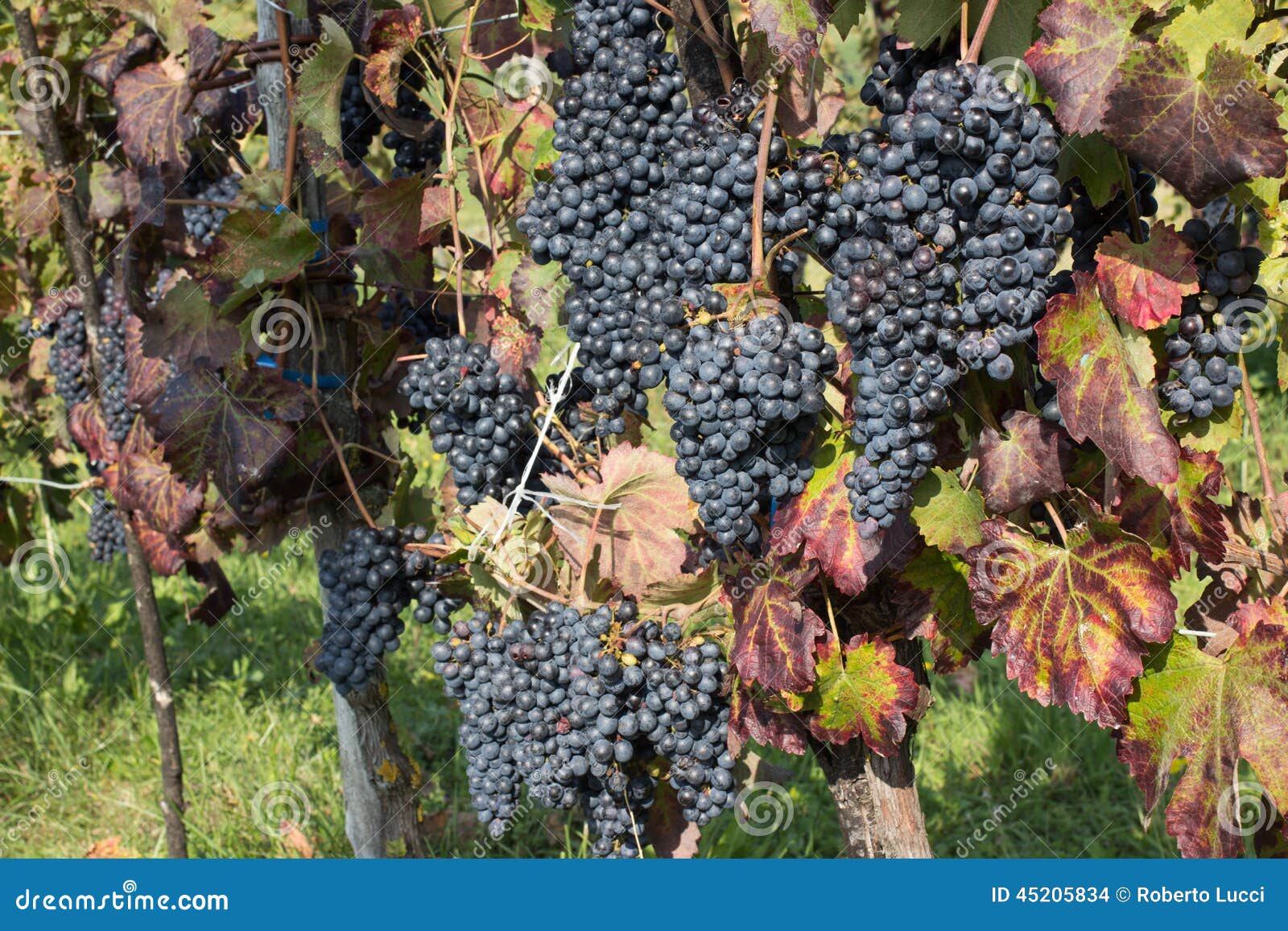 Red grapes stock photo. Image of grapevine, italy, grapes - 45205834