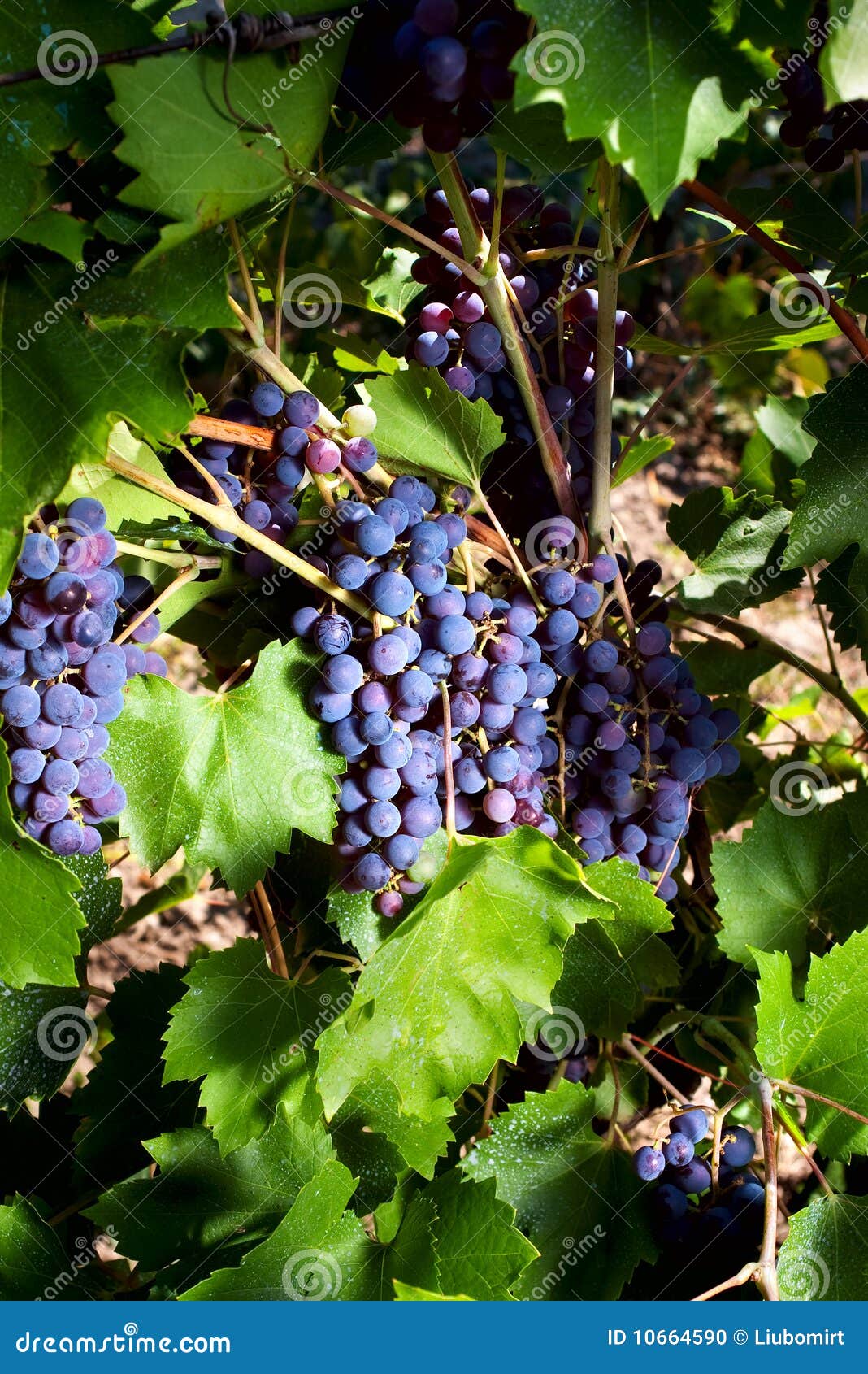Red grapes growing stock photo. Image of viticulture - 10664590