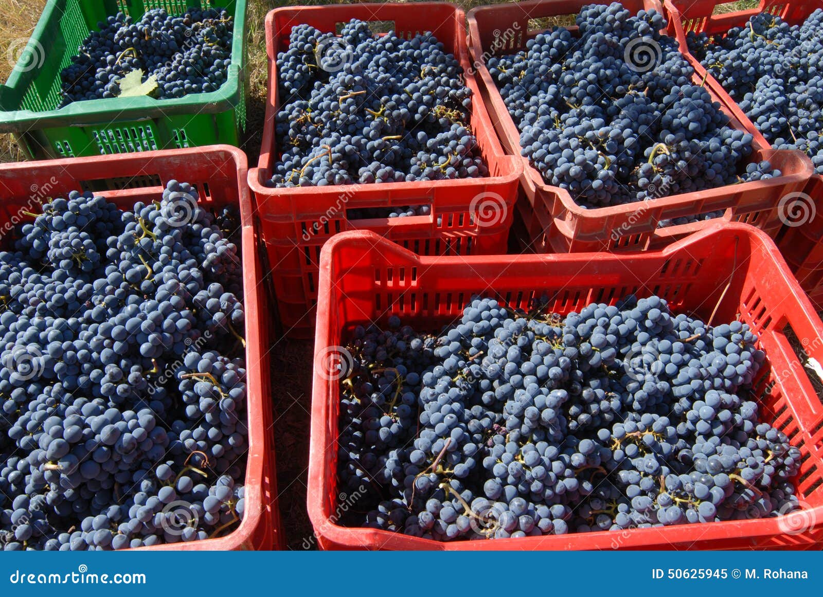 Red grapes harvest stock image. Image of grapes, field - 50625945