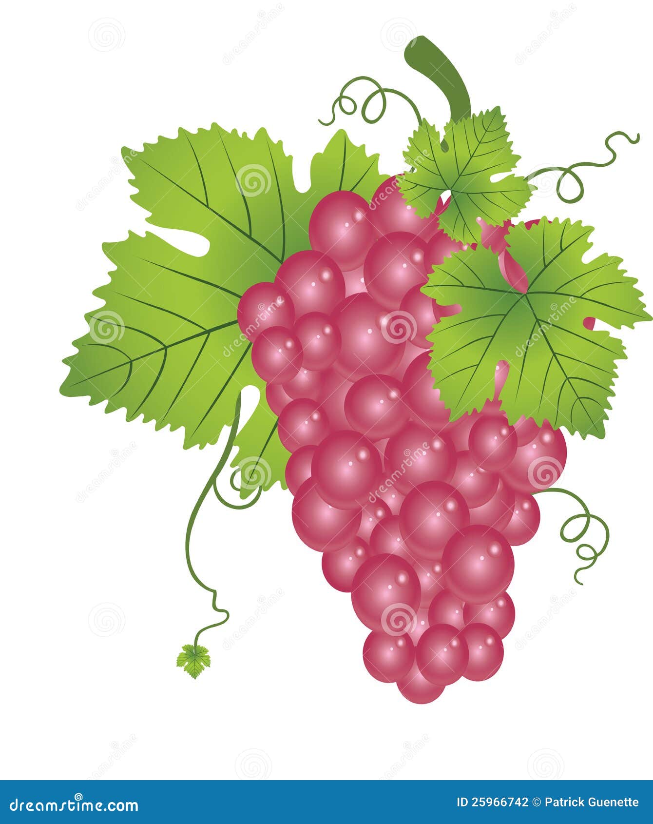 Red Grapes, illustration stock vector. Illustration of organic - 25966742