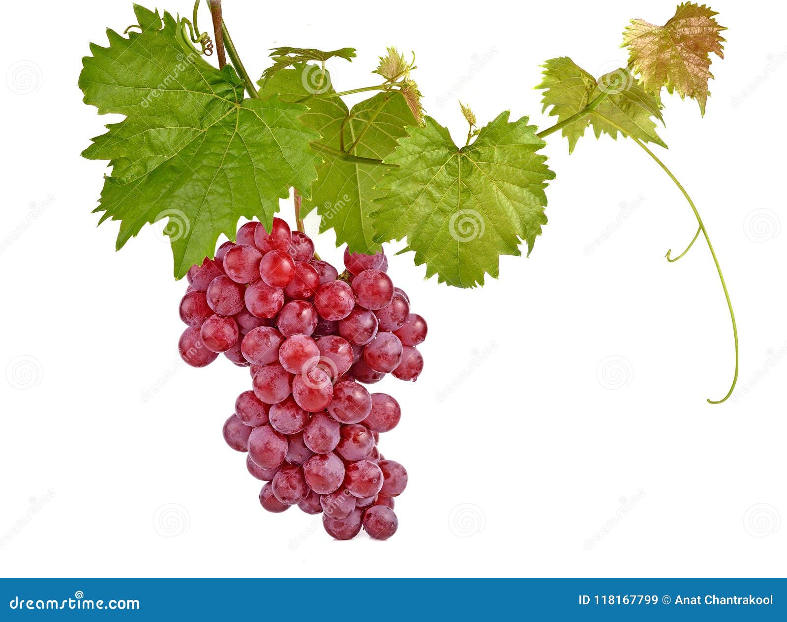 Red Grapes Isolated on White Background Stock Image - Image of juicy ...