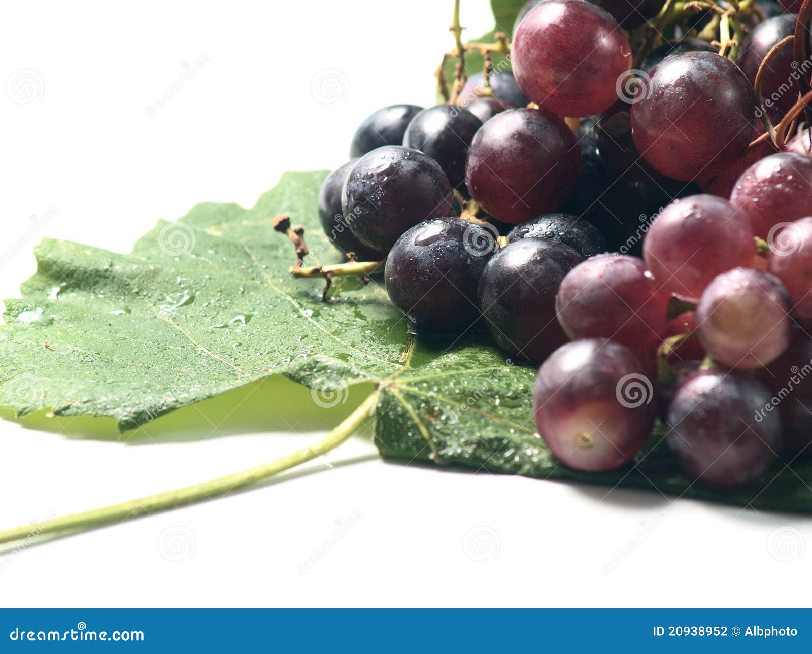 Red grapes on a leaf stock photo. Image of beverage, chianti - 20938952