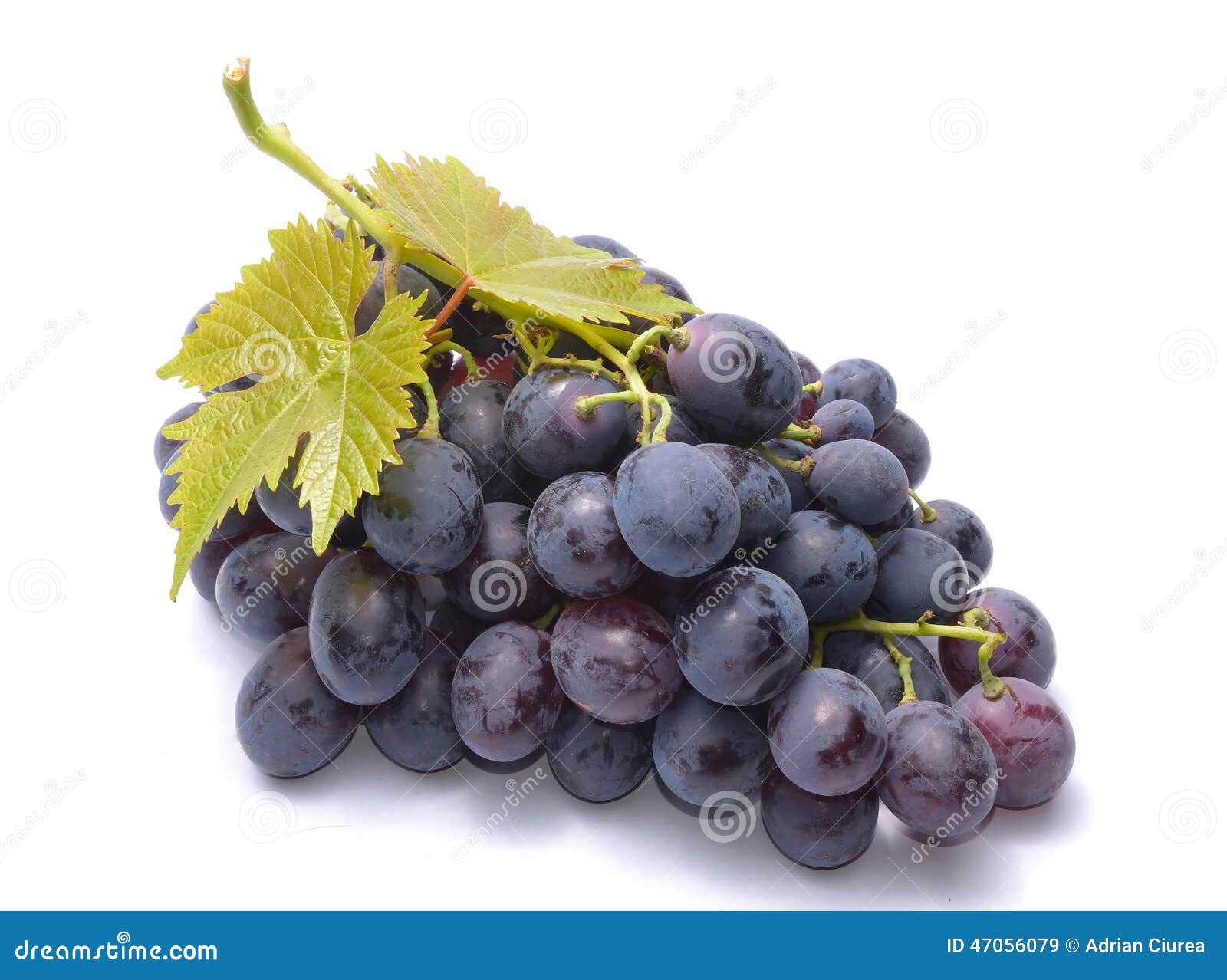 Red grapes with leaves stock image. Image of horizontal - 47056079