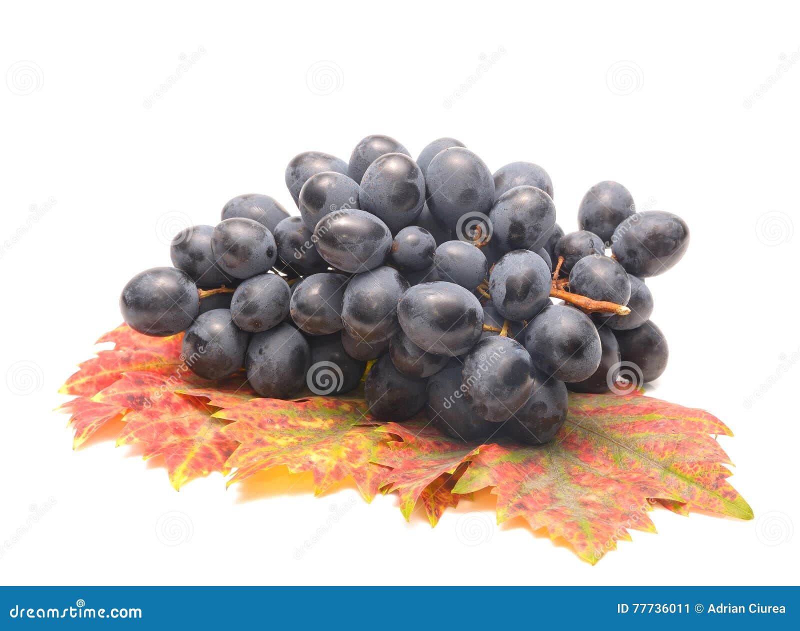Red grapes with leaves stock image. Image of cabernet - 77736011