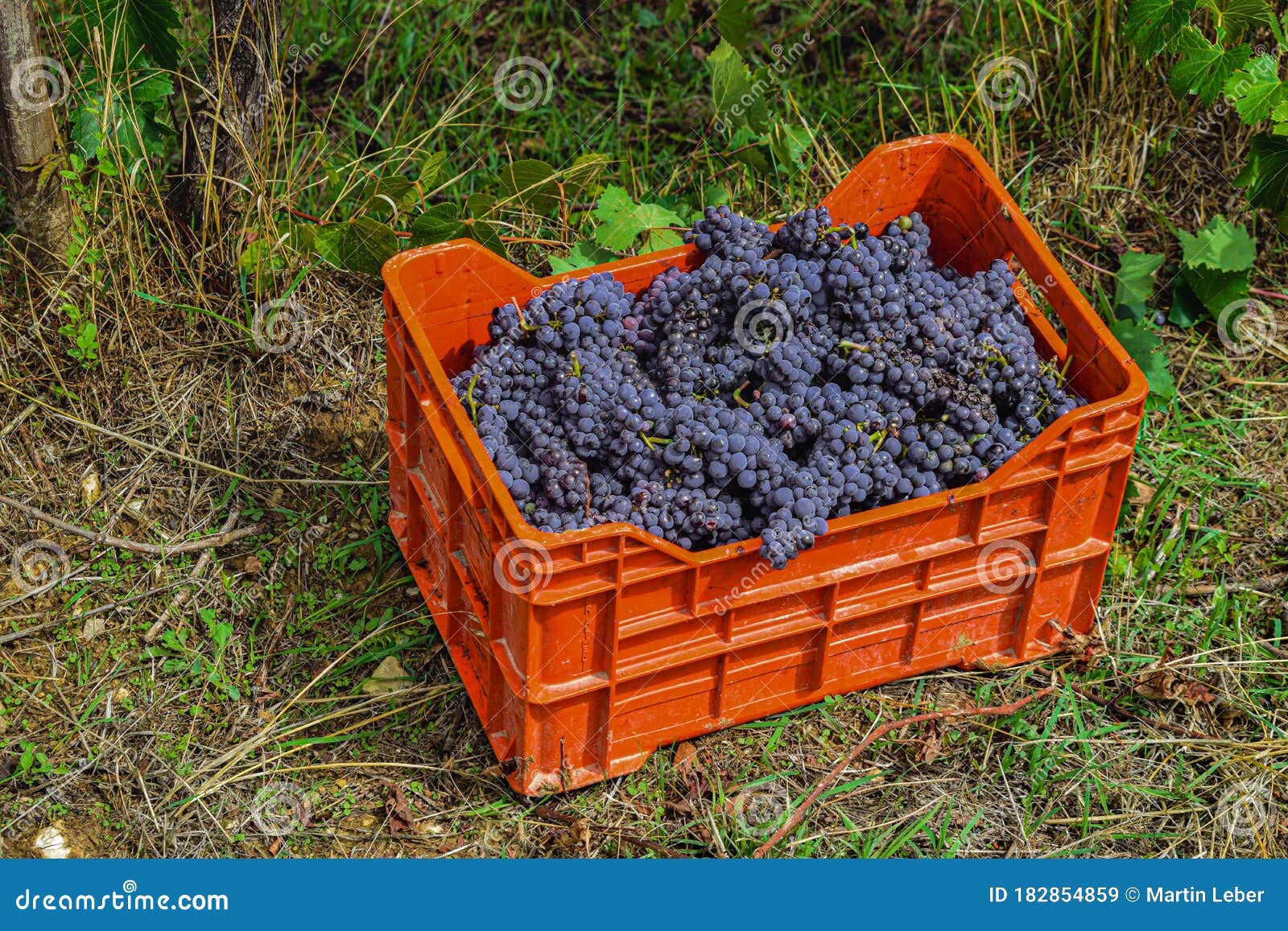 Red grapes in plastic box, stock image. Image of healthy - 182854859