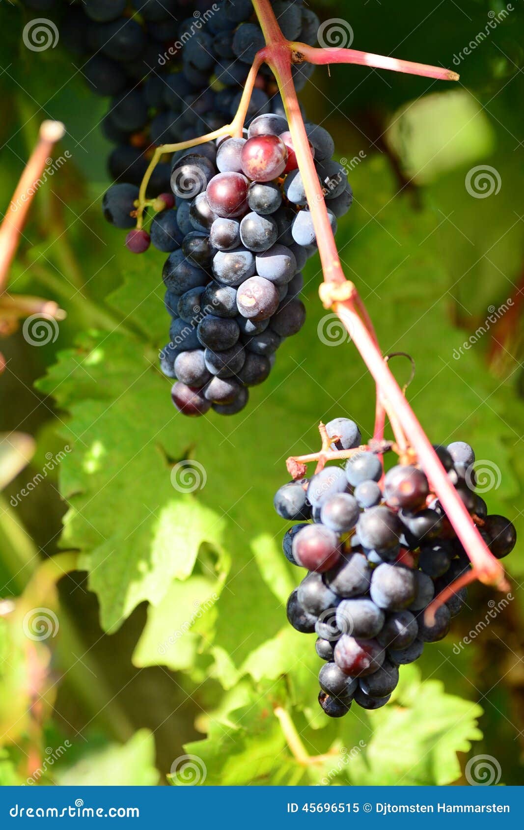 Red grapes stock image. Image of details, bunches, closeup - 45696515