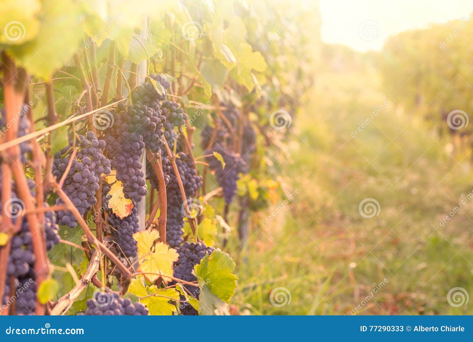Red Grapes Row in a Vineyard during Autumn Stock Image - Image of ...