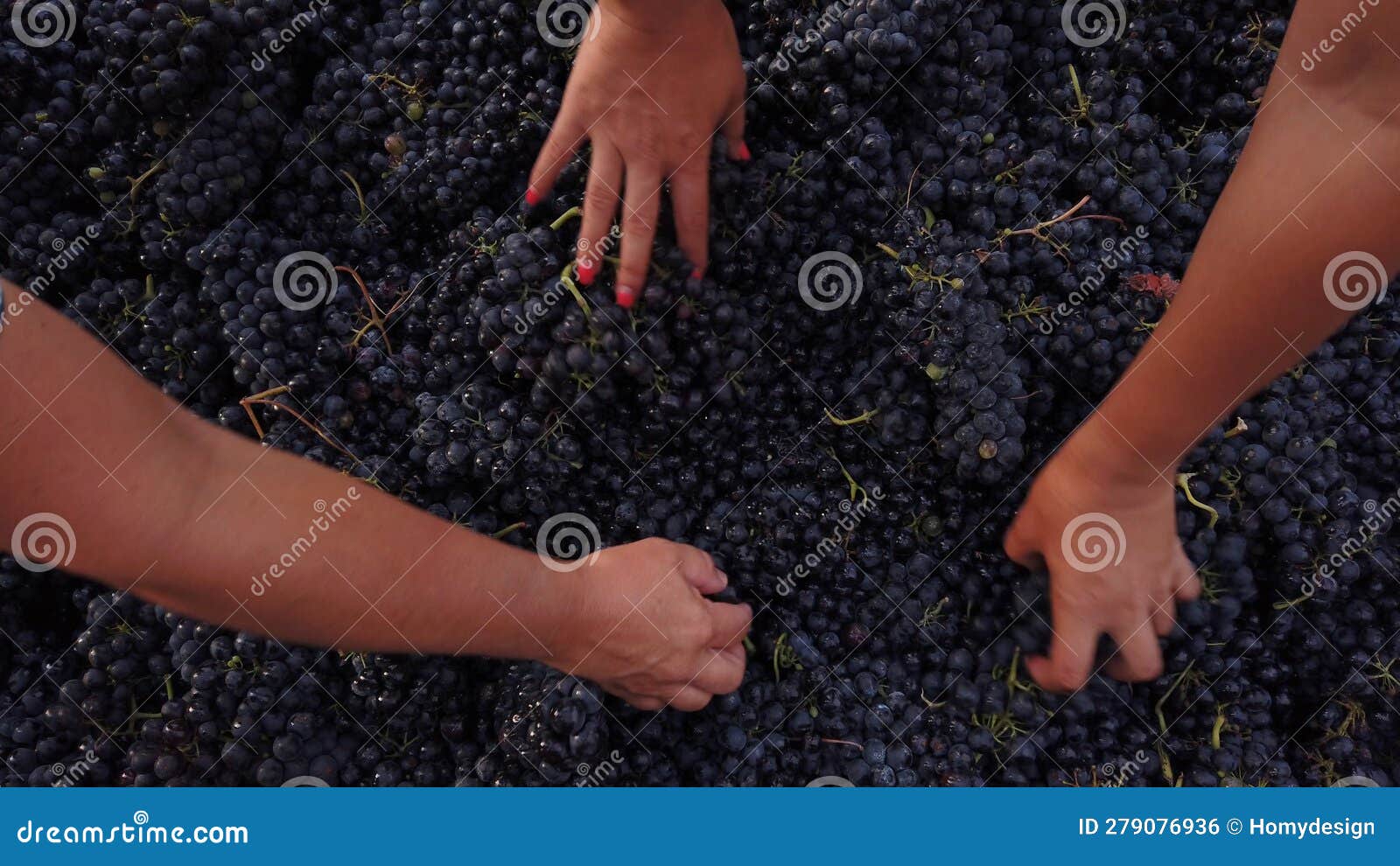 Red grapes selection stock photo. Image of harvesting - 279076936