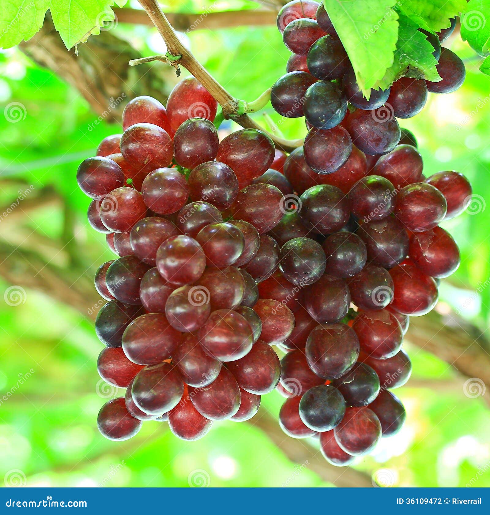 Red grapes stock photo. Image of juicy, growing, fruit - 36109472
