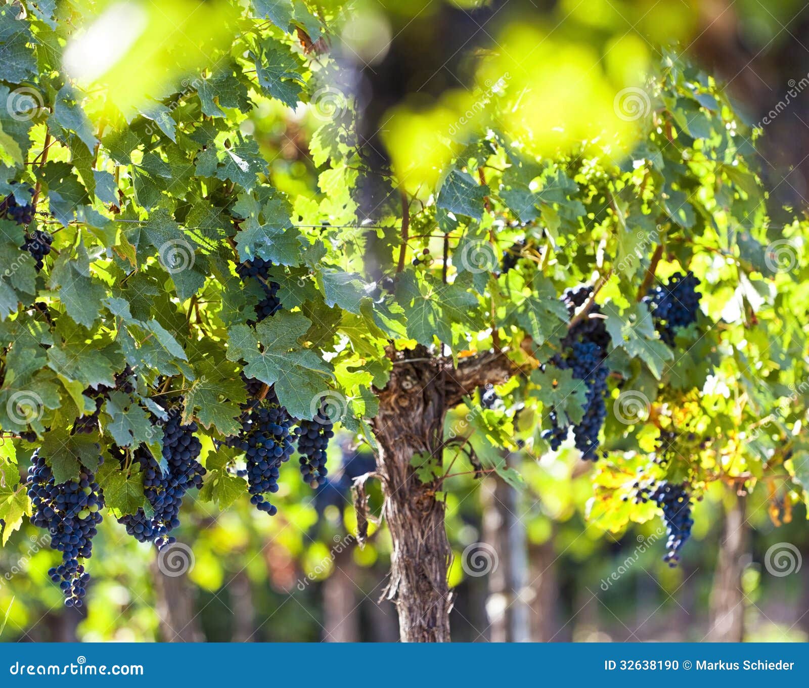 Red grapes in sunlight stock photo. Image of nature, cultivation - 32638190