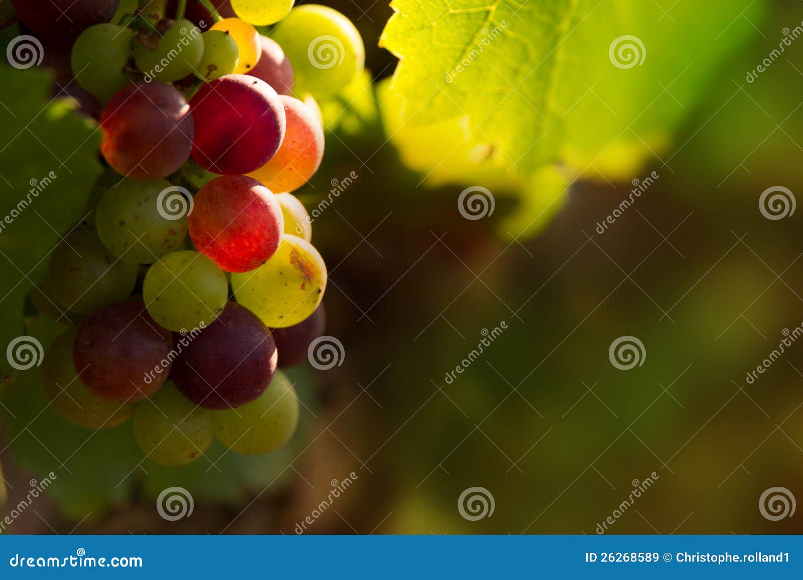 Red grapes in sunset light stock image. Image of grocery - 26268589