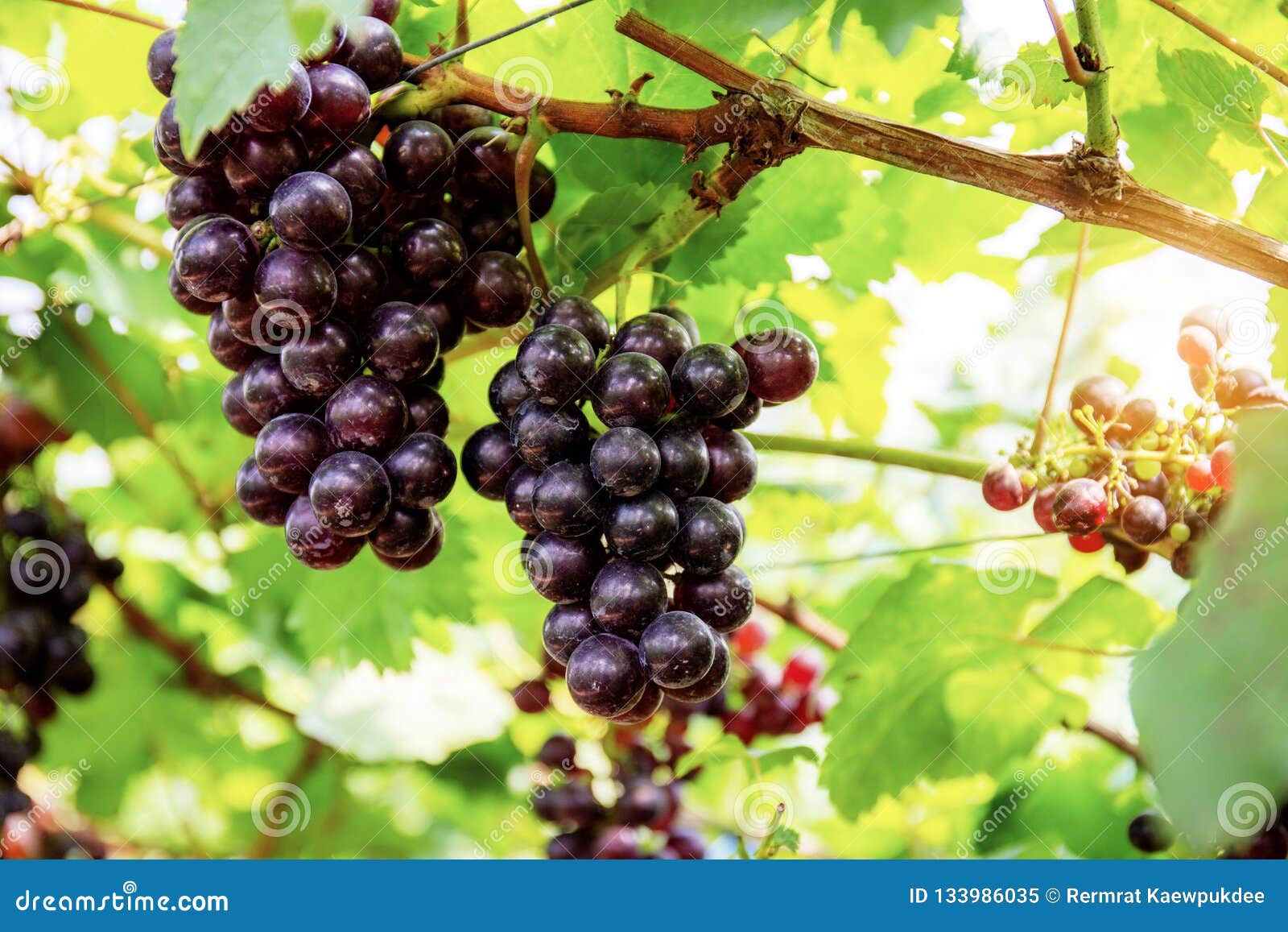 Red grapes on tree in farm stock image. Image of fresh - 133986035