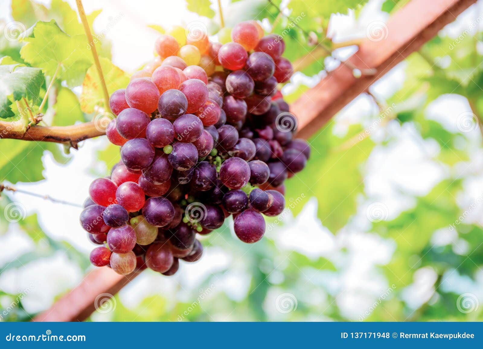 Red Grapes on Tree with Sunlight Stock Photo - Image of nature, natural ...