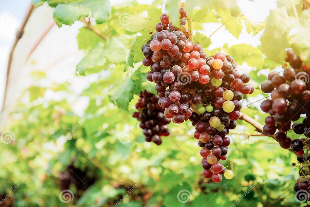 Red grapes on tree stock photo. Image of plant, bunch - 168580660