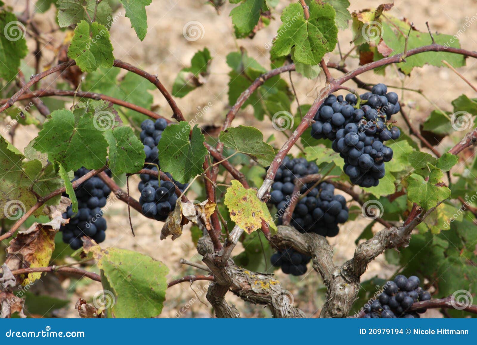 Red Grapes Tree Grape Suffolk – Harris Seeds
