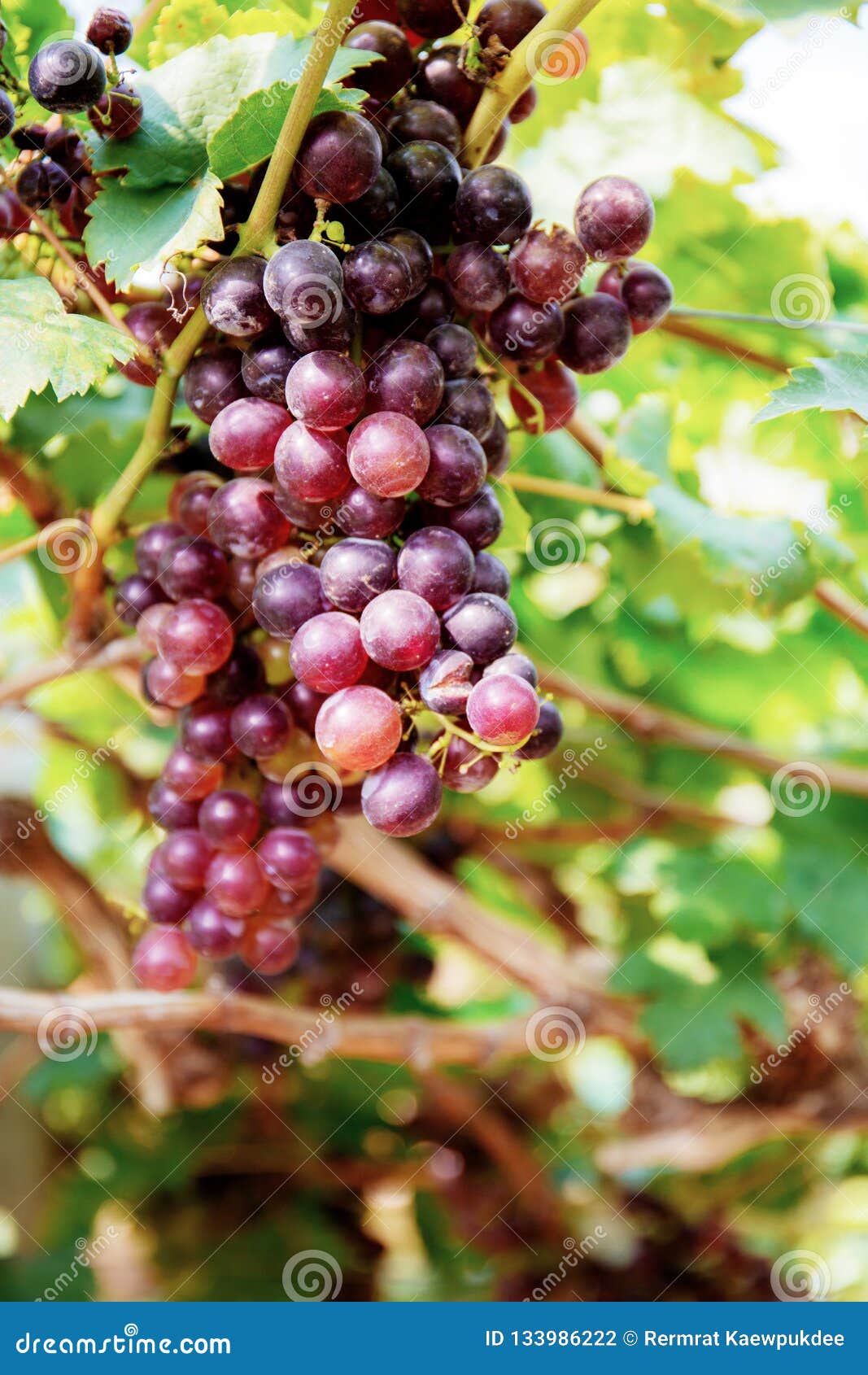 Red Grapes on Tree in Vineyard Stock Photo - Image of field, grapes ...