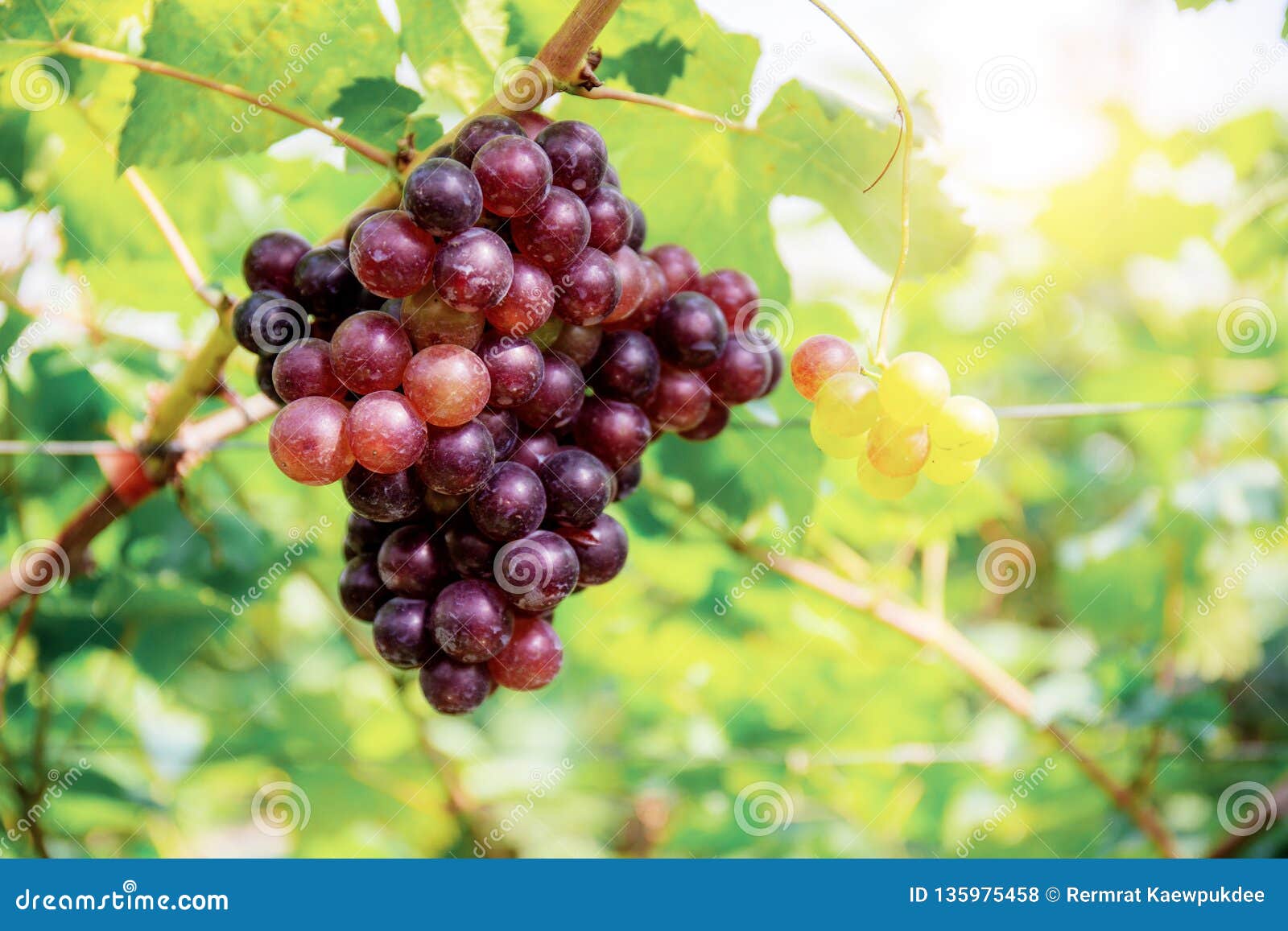 Red grapes on tree stock photo. Image of food, fresh - 135975458