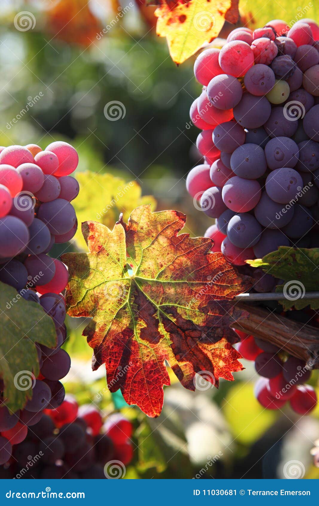 Red Grapes on the Vine stock image. Image of varietal - 11030681