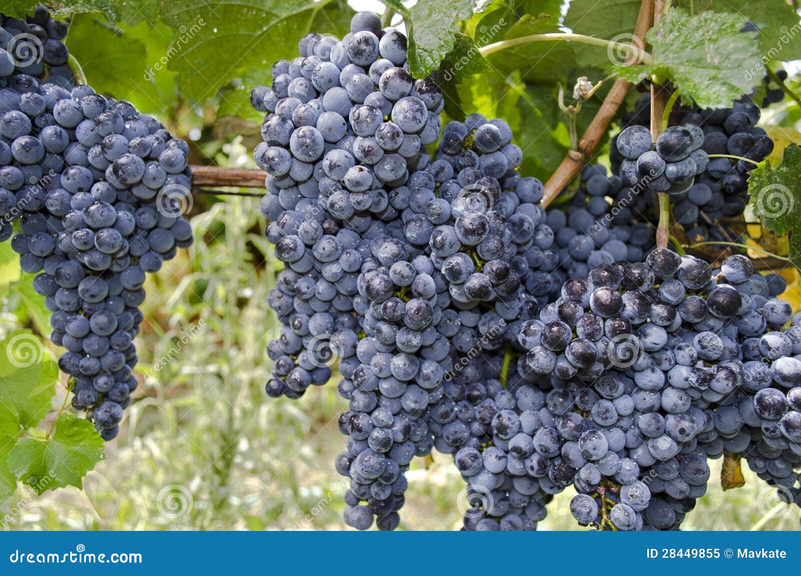 Red grapes on the vine stock image. Image of colorful - 28449855