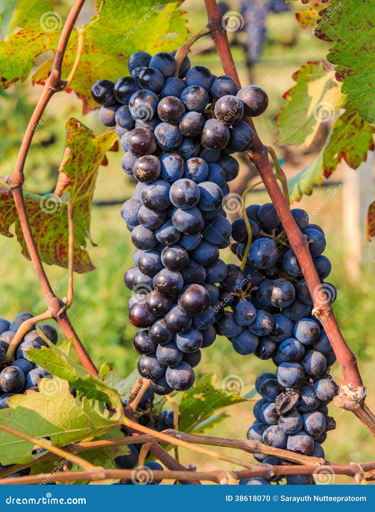Red Grapes stock photo. Image of grapevine, grow, bundle - 38618070