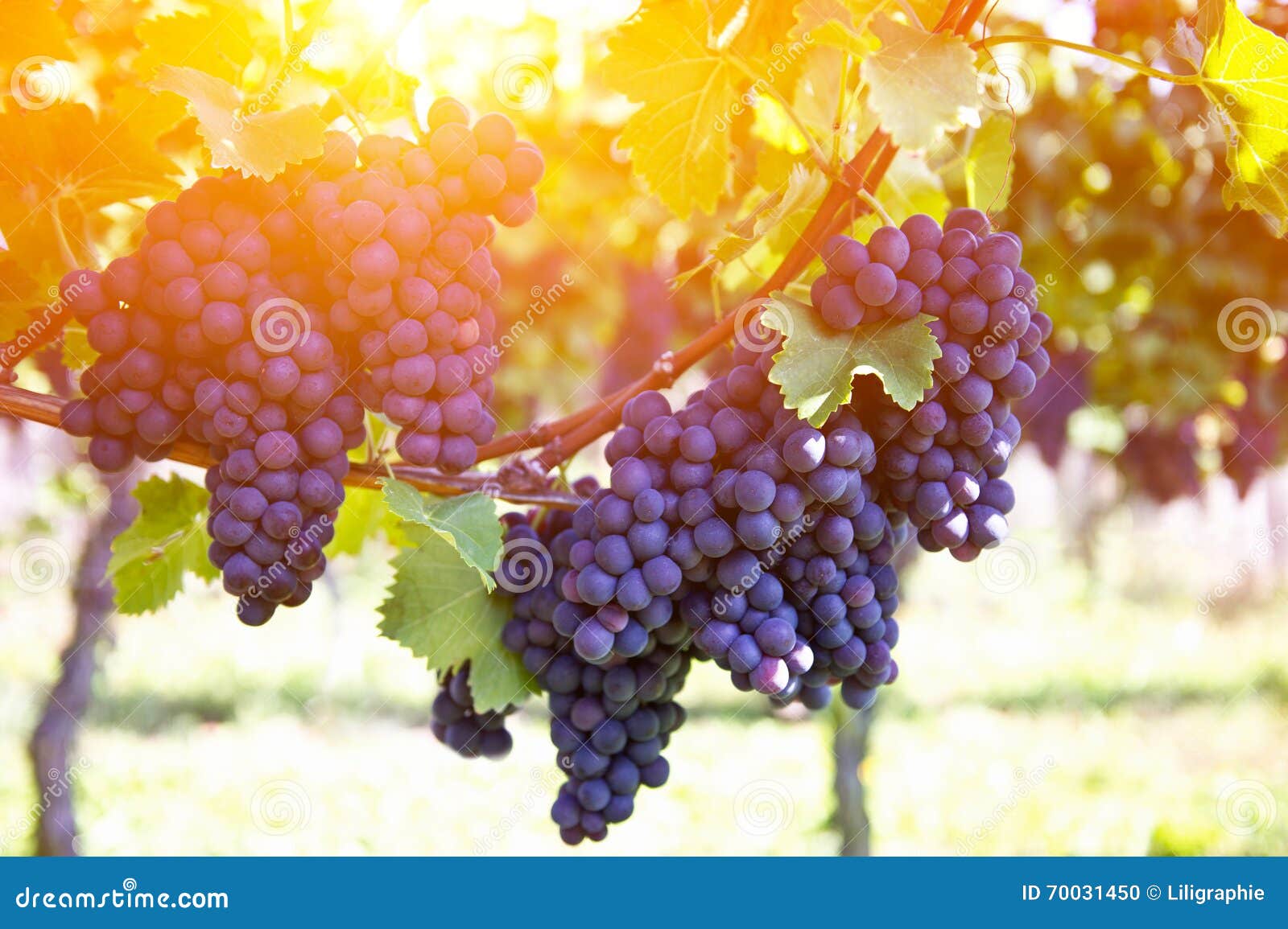 Red Grapes on the Vine Outdoors by Sunset Stock Photo - Image of scenic ...