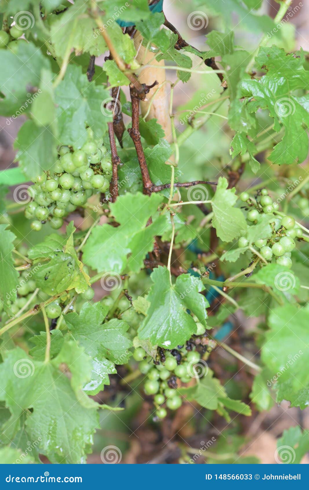 Budding Red Grapes stock image. Image of dablo, cinn - 148566033