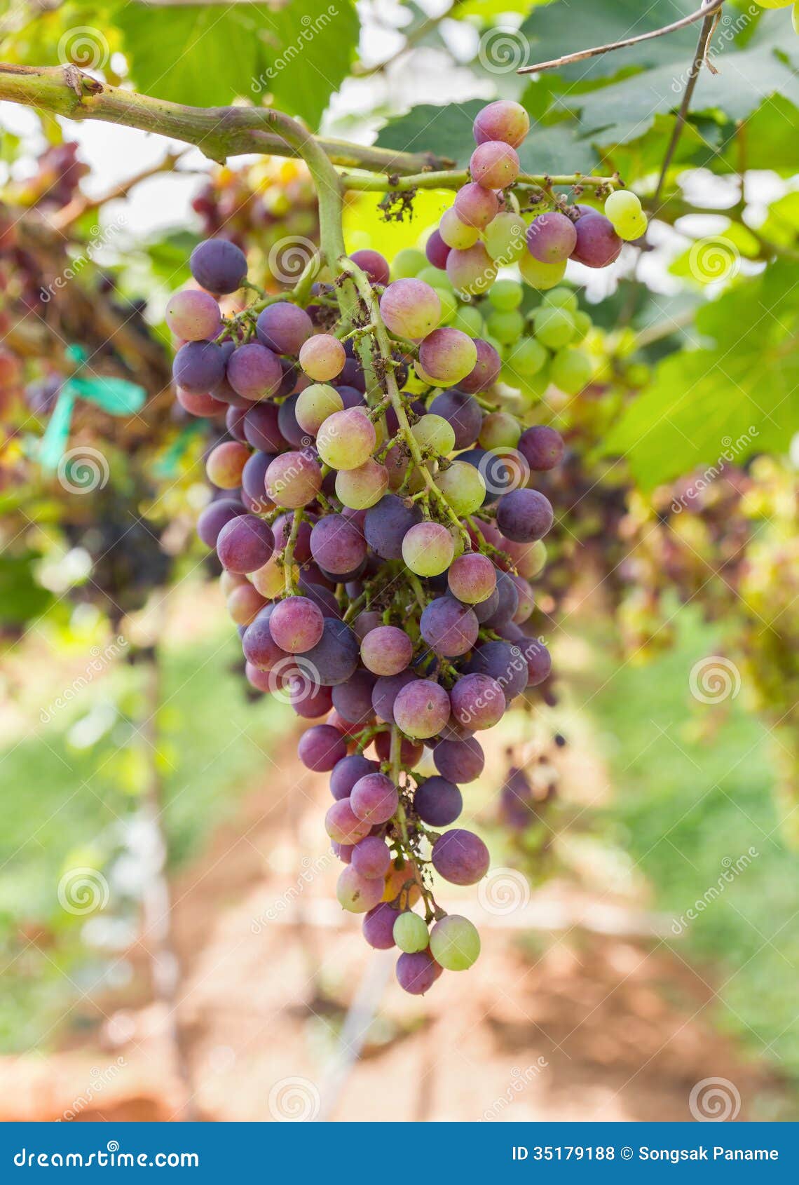 Red Grapes on the vine stock photo. Image of garden, flora - 35179188