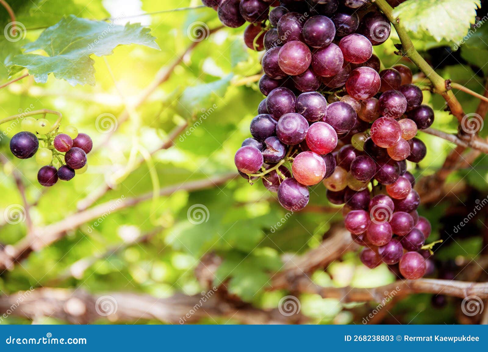 Red grapes in vineyard stock image. Image of magenta - 268238803