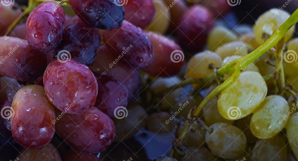 Red Grapes Washed with Water Stock Photo - Image of droplet ...