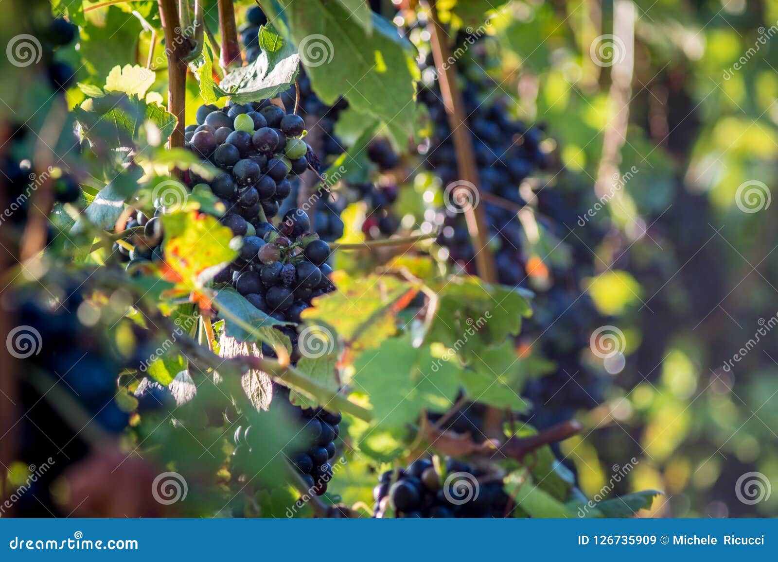 Red Grapevine on Tree with Branches and Leaves Stock Image - Image of ...