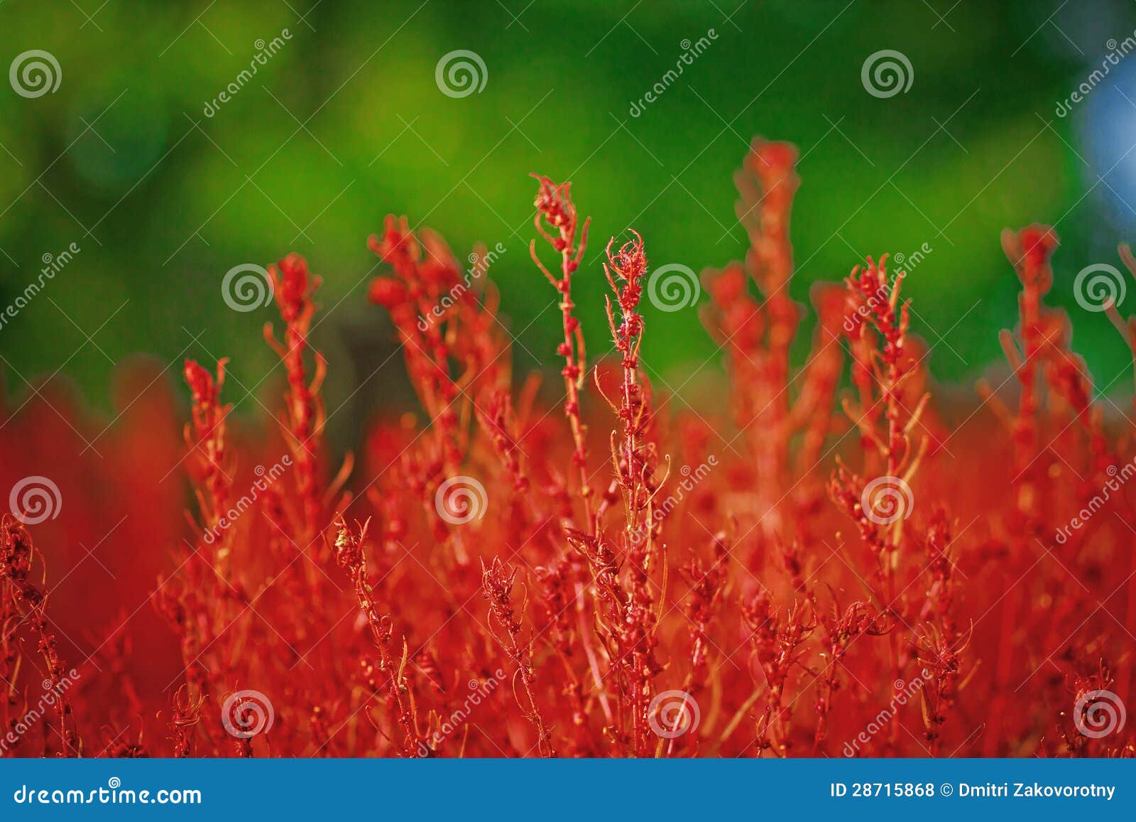 Red grass stock photo. Image of beauty, green, color - 28715868