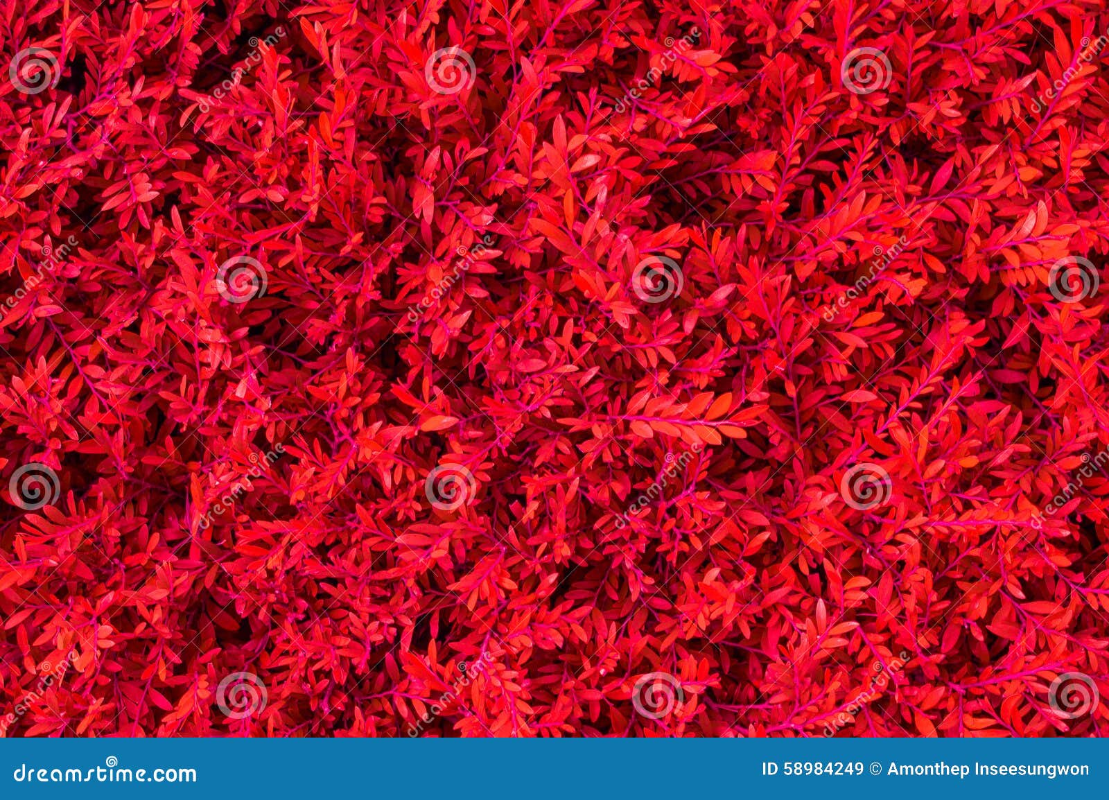 Red grass background stock image. Image of space, lawn - 58984249