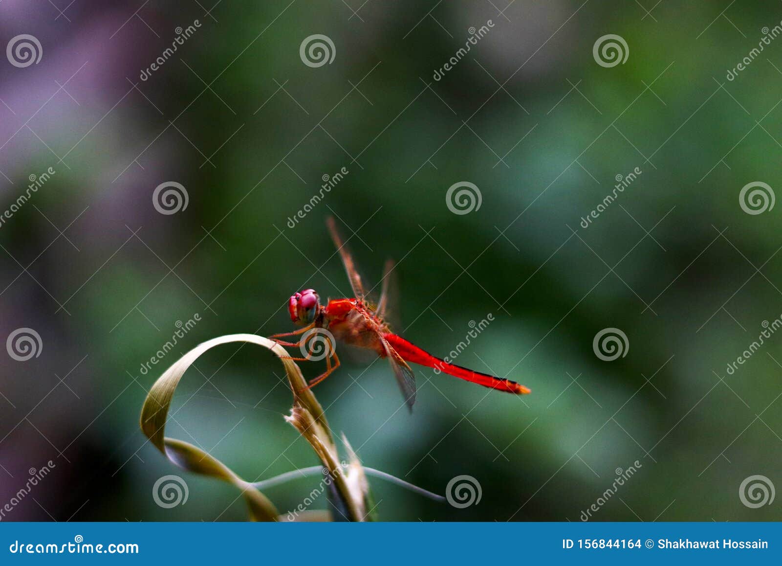 Red Grass Hopper is Sitting on a Small Tree Stock Photo - Image of look ...