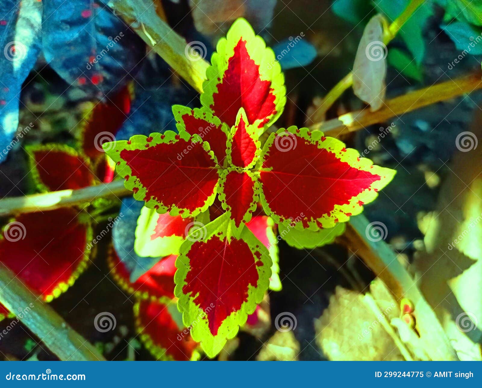 Red Grass or Leaf Field Texture Background Stock Image - Image of ...