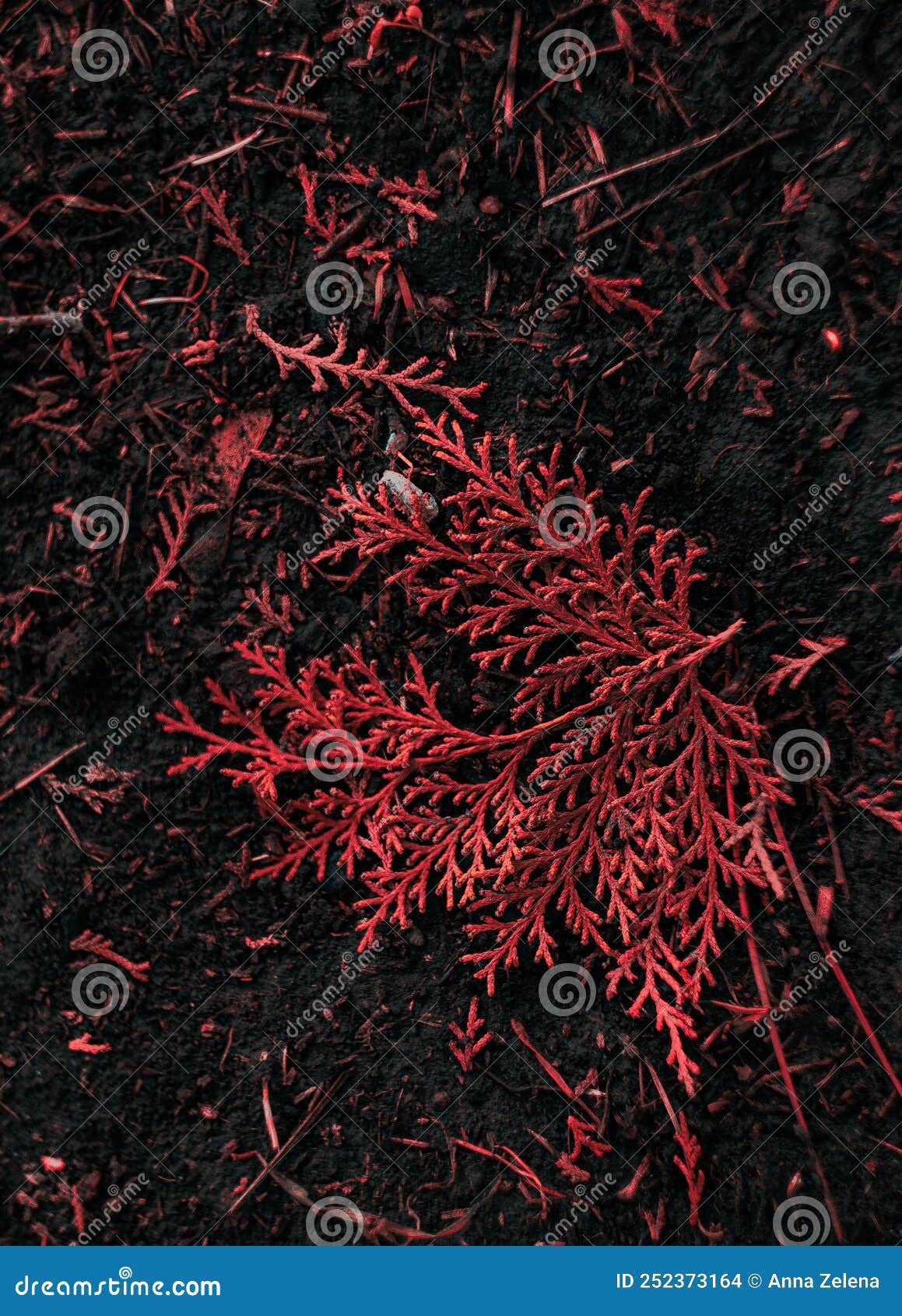 Red Grass Texture, Background, Cypress Leaves Stock Photo - Image of ...