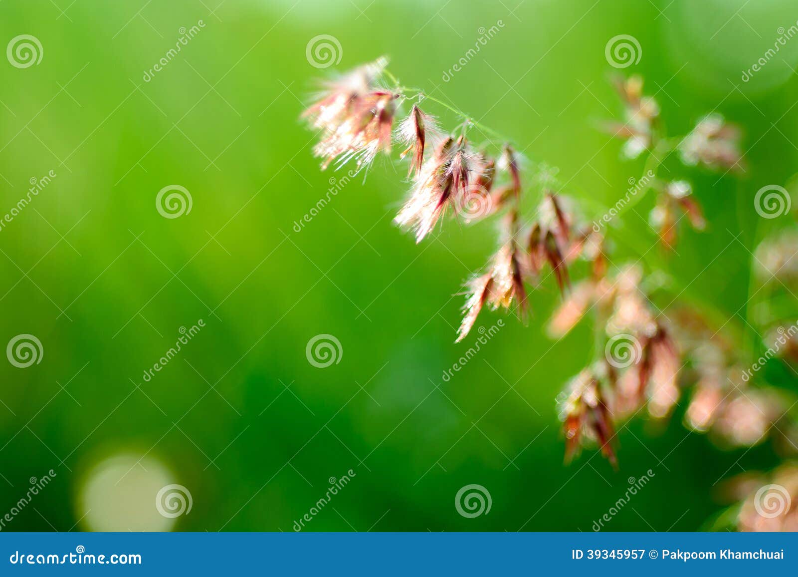 Red grass stock image. Image of field, meadow, light - 39345957