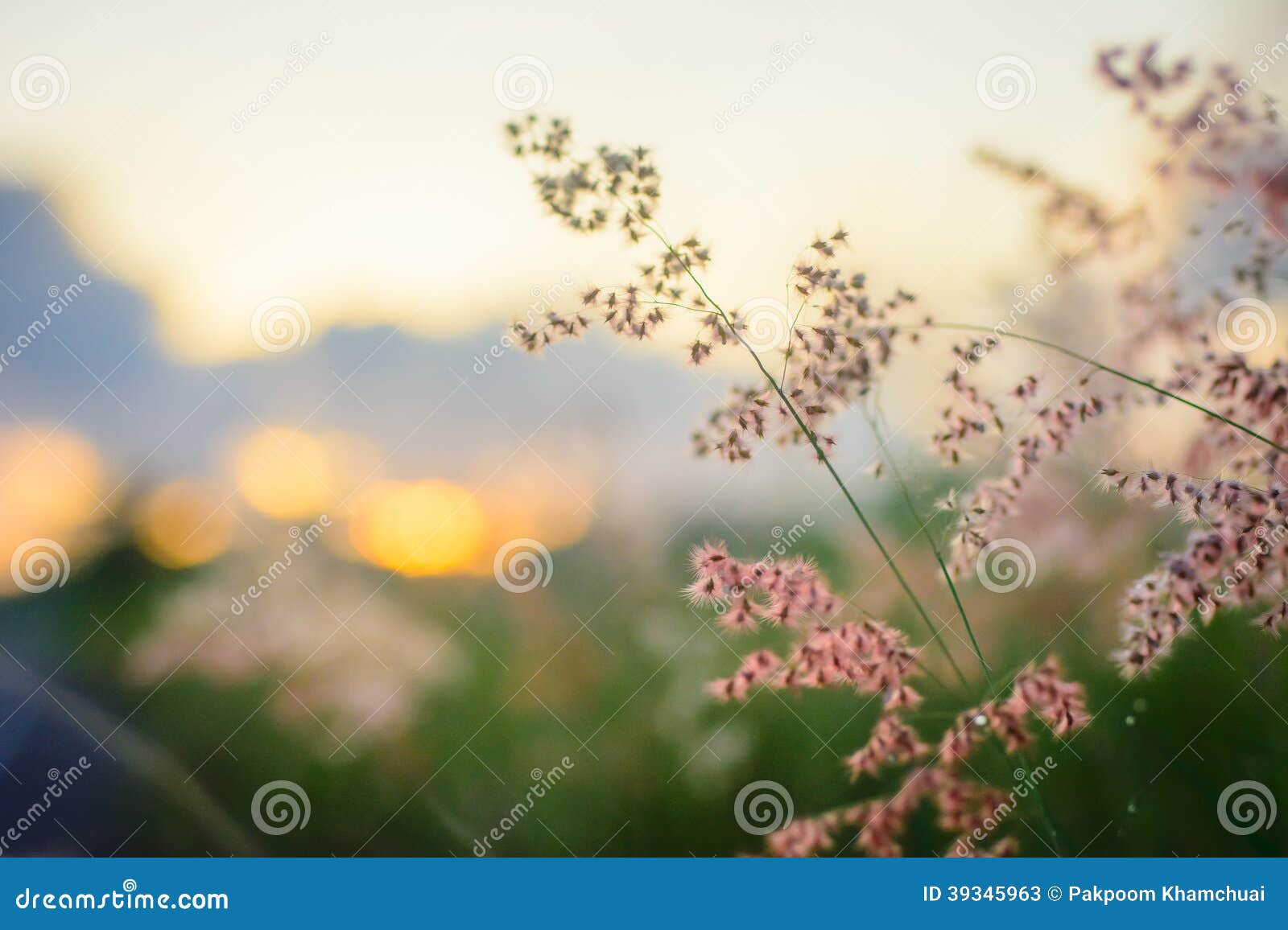 Red grass stock image. Image of autumn, pink, setaceum - 39345963
