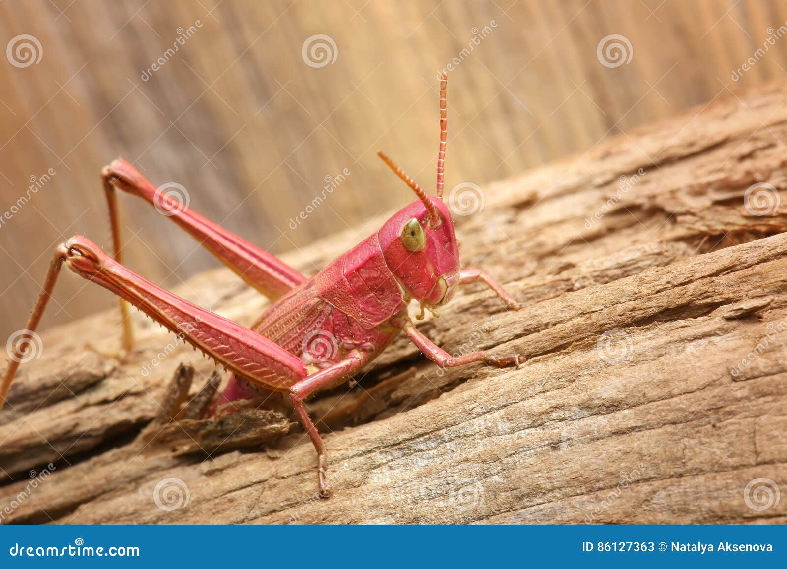 Grasshopper Insect Powder. Orthoptera Flour For Insects Eating As Food ...