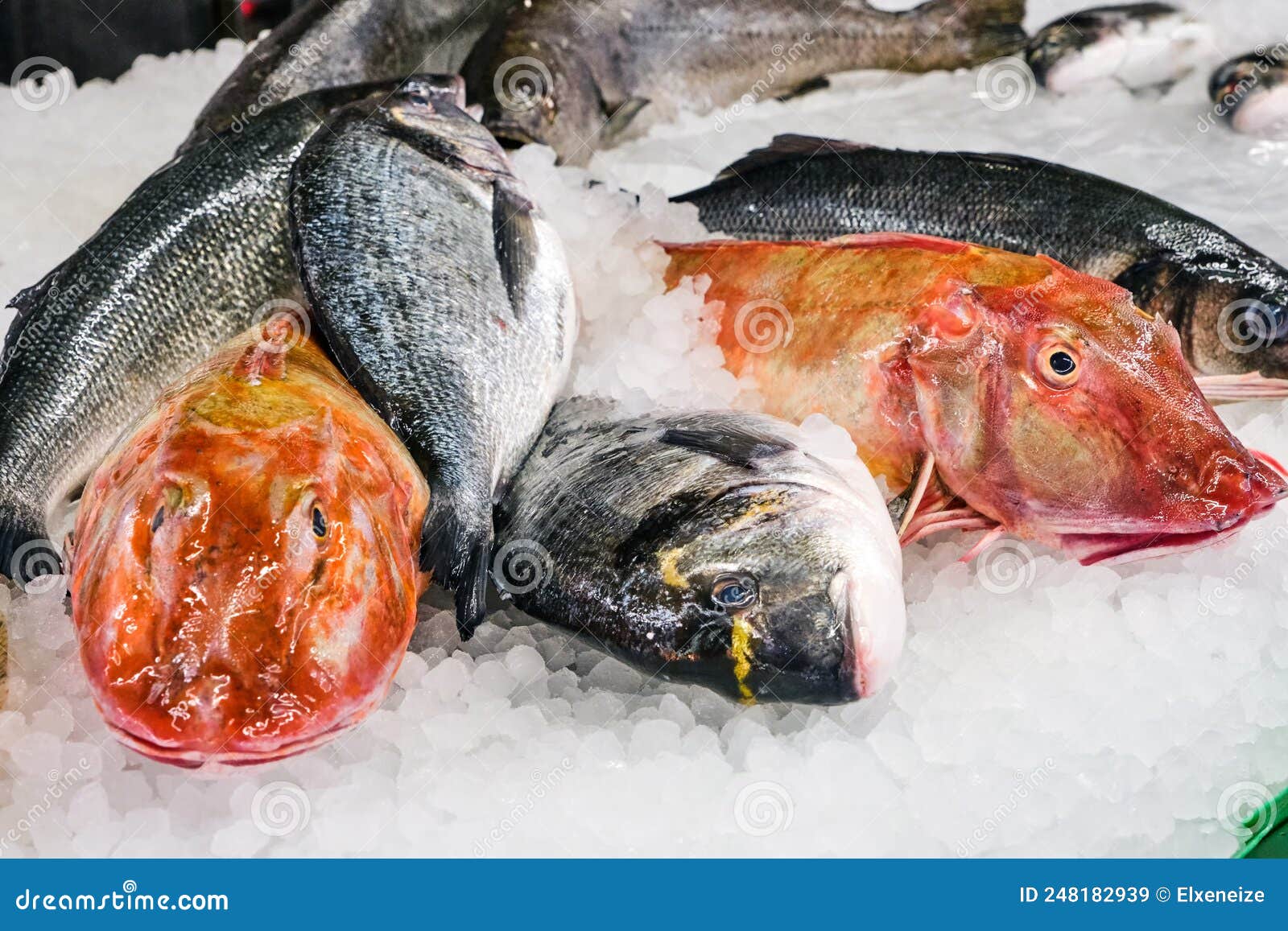 Red and gray fish for sale stock image. Image of sale - 248182939