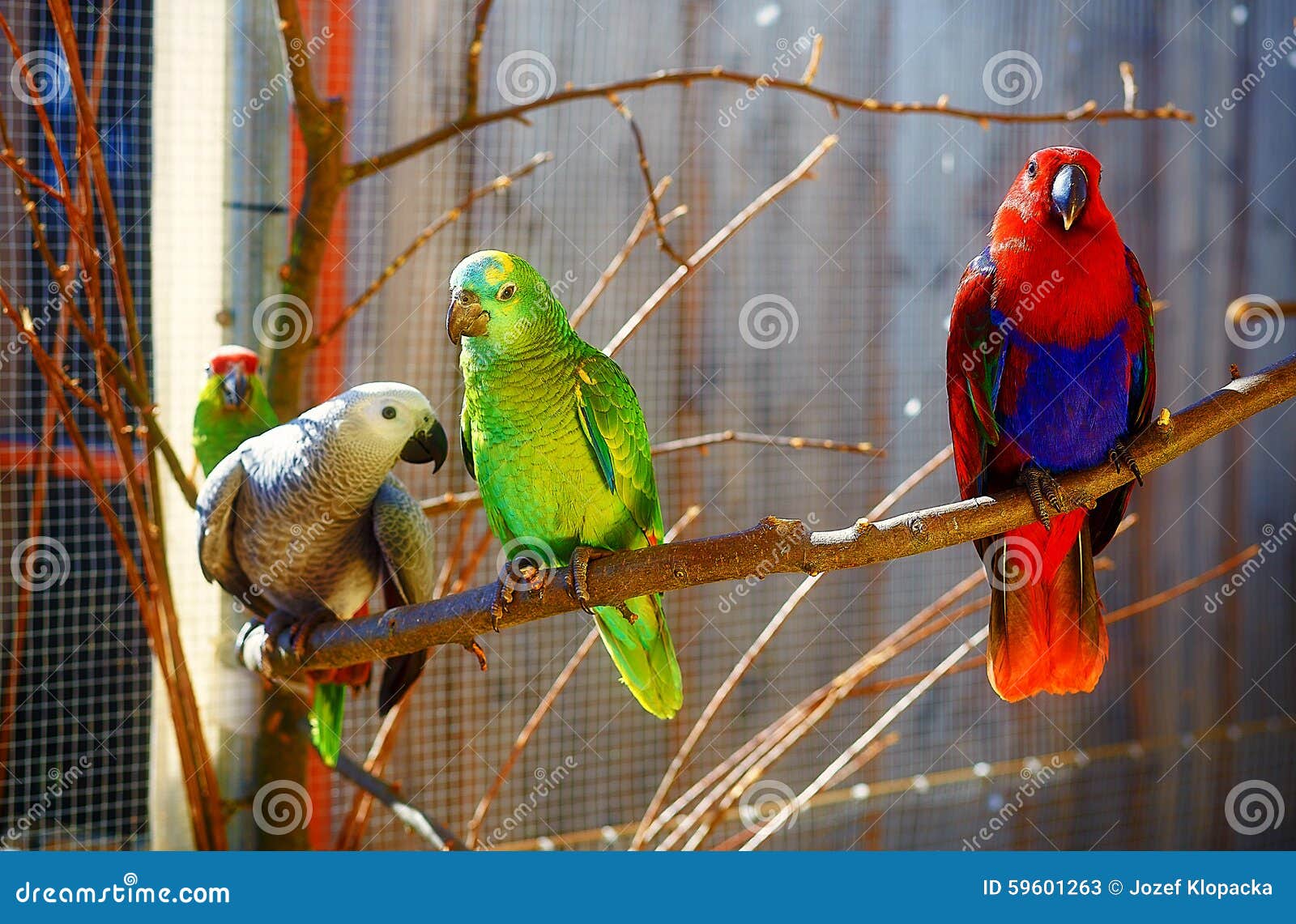 Red, Gray and Green Colored Parrots on Branch. Stock Image - Image of ...