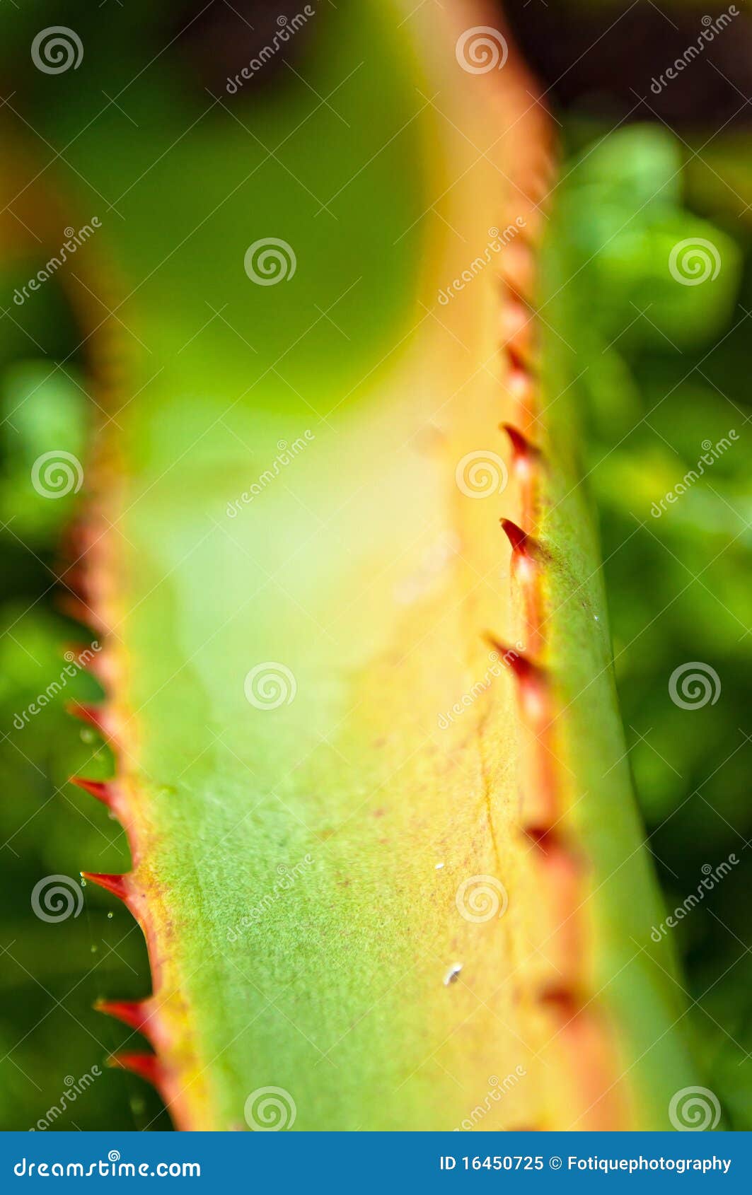Red and Green aloe branch stock image. Image of plant - 16450725