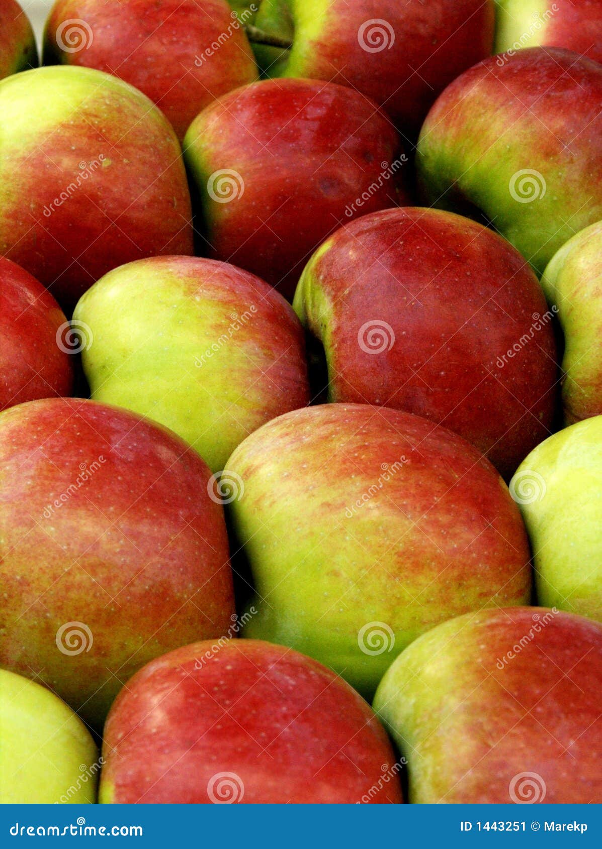 Red-green apples stock image. Image of organic, cuisine - 1443251